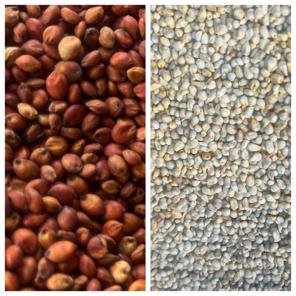 Red & White Guinea Corn, Millet , Yellow Corn, White Corn & Soya Beans ...