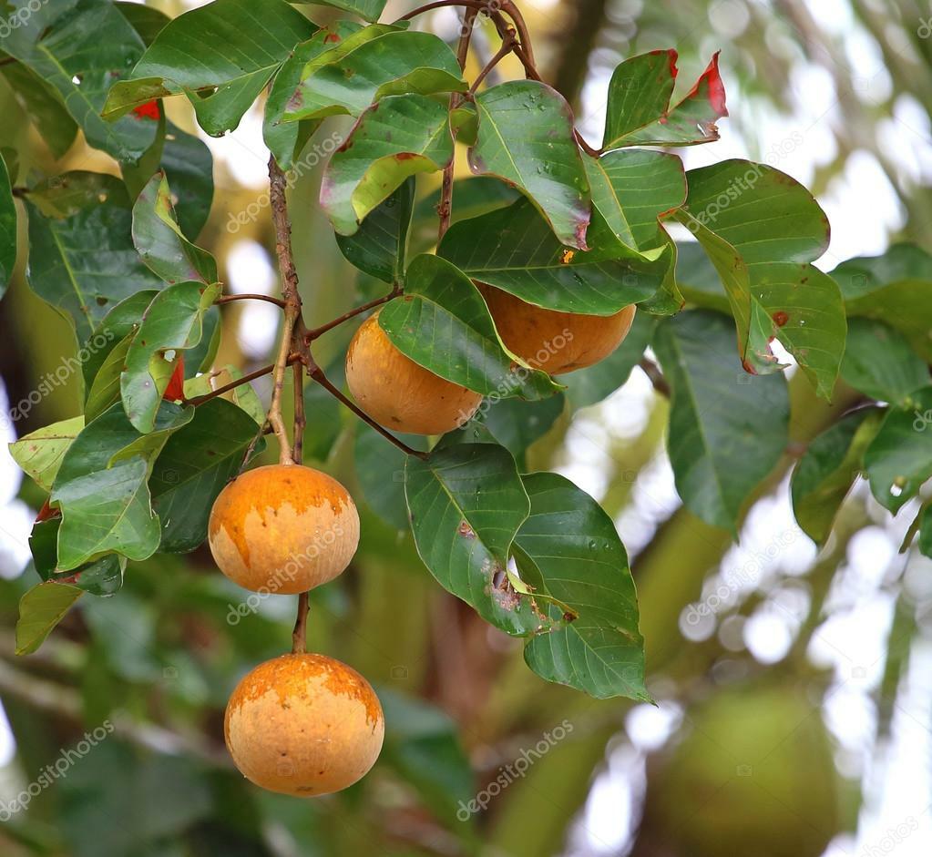 Santol 'wild mangosteen' tree- 2 cuttings, no roots- rare plant | eBay
