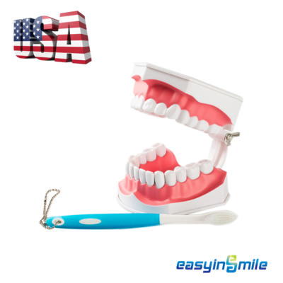 1x EASYINSMILE Dental Teaching Typodont Model Large With Removable ...
