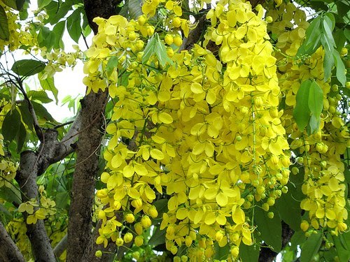 Cassia Fistula Tattoos Flower Golden Shower Tree Stock Illustrations