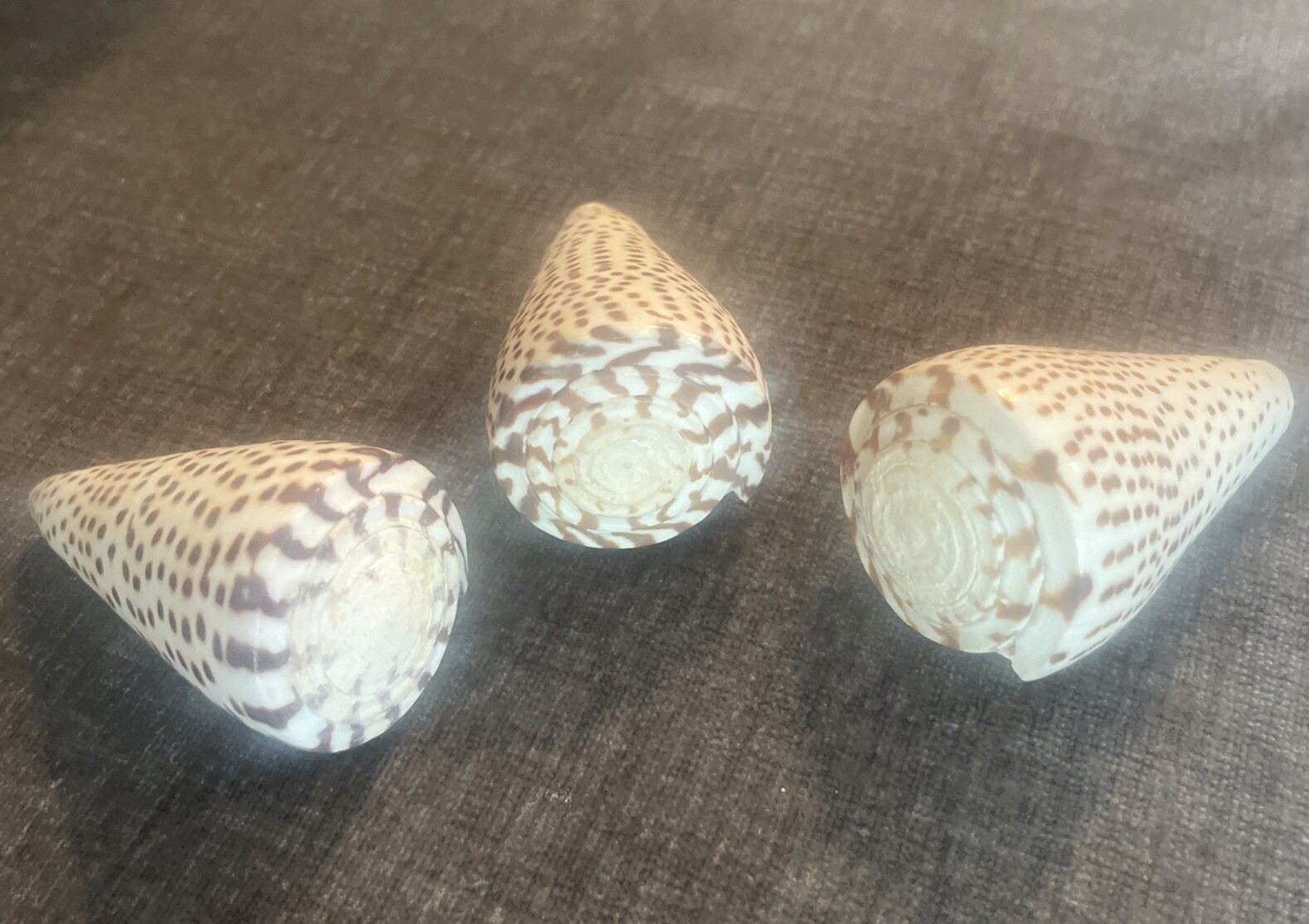 3 Vintage Seashell Leopard Cone Shells Nautical Coastal Decor | eBay
