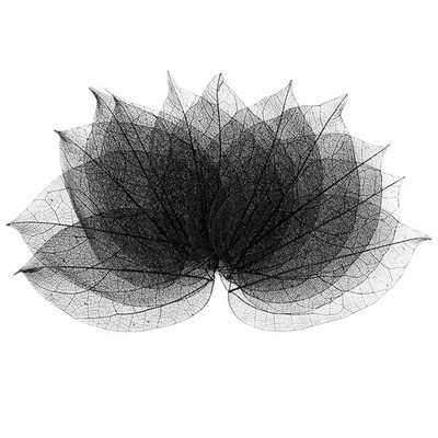 100-Pack Skeleton Leaves, Natural Rubber Tree Leaves Vein[7-9cm, Black ...