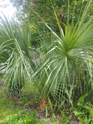 2 rooted Live 1 Years Old FLORIDA SABAL PALMETTO PALM TREE 8-"12 ...