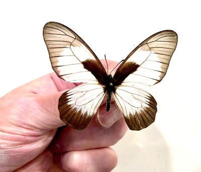 Insect Butterfly Papilionidae Graphium hachei moebii-Rarely Offered ...