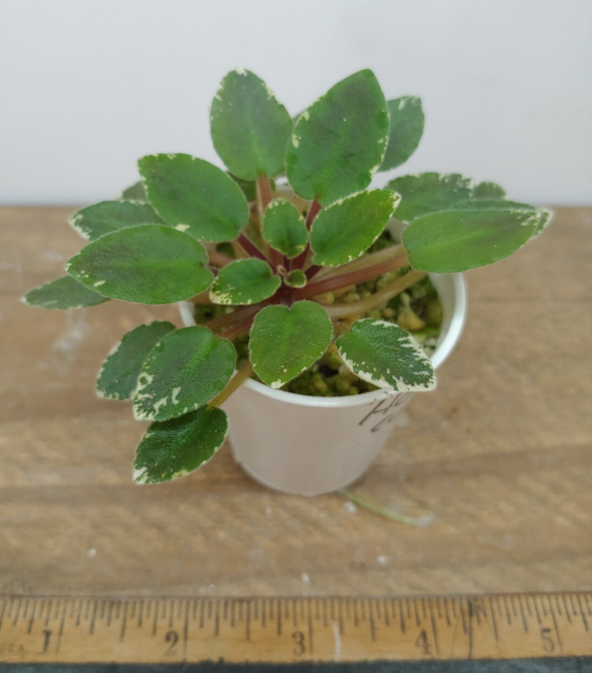 African Violet Plant -- Hortense's Country Rose ~ variegated mini ...