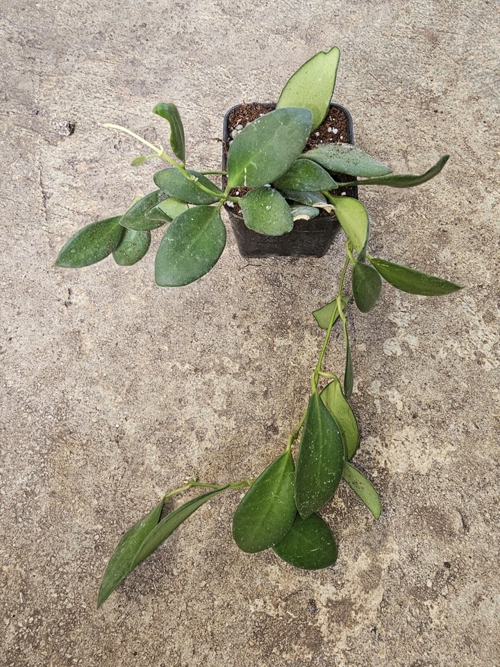 HOYA BILOBATA WELL ROOTED LIVE PLANT 7" in 3" POT~WAX PLANT~PORCELAIN ...