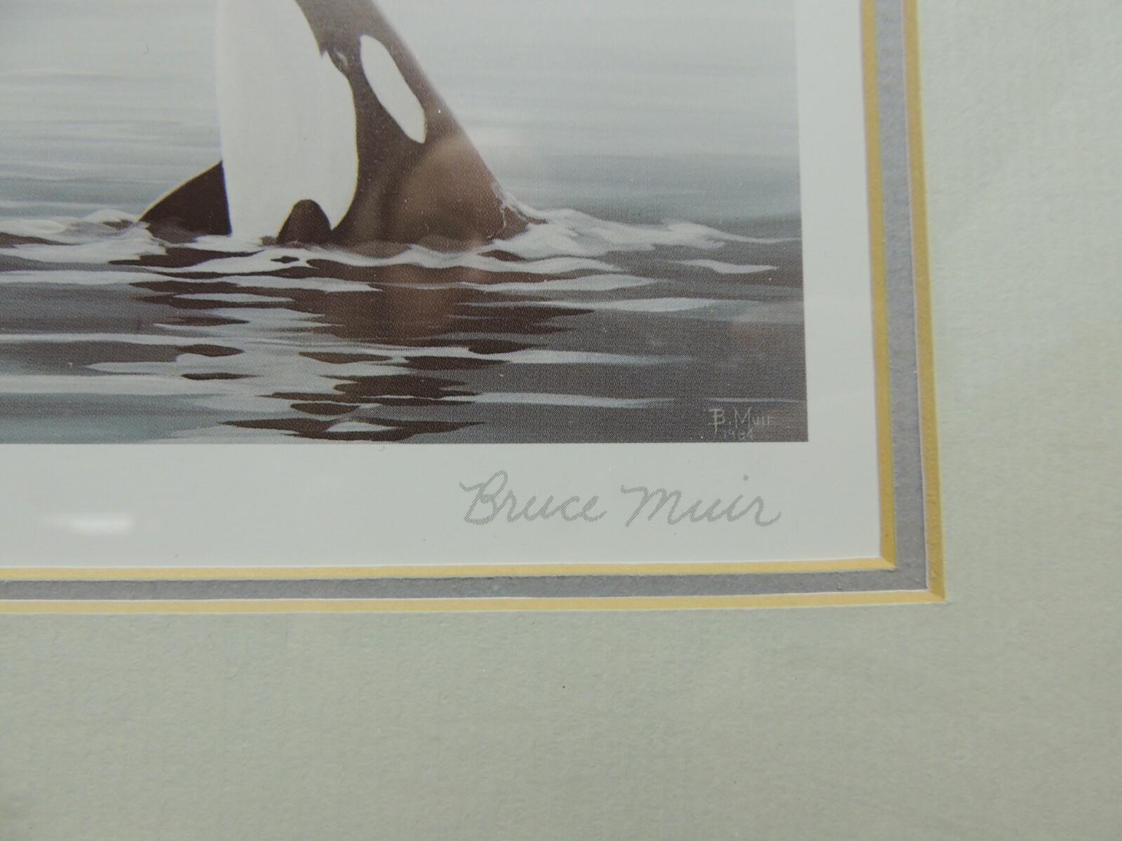 Framed Matted Bruce Muir Print Art Indian Arm Orcas Killer Whales ...