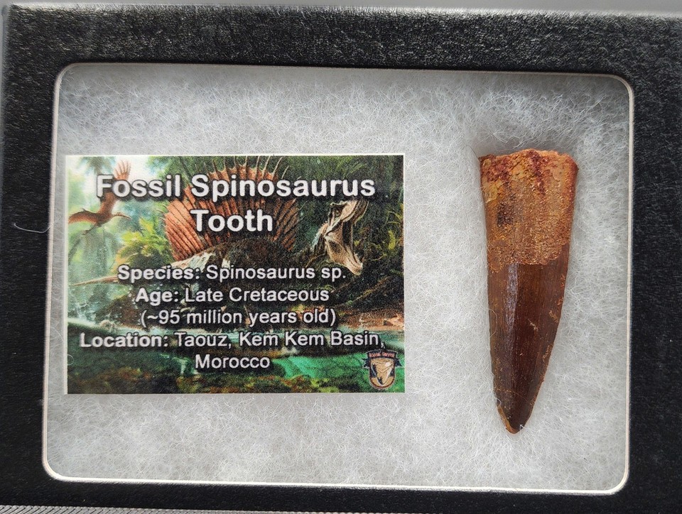 Authentic, 1.75" Spinosaurus Dinosaur Tooth - Morocco: Spino #1647 | eBay