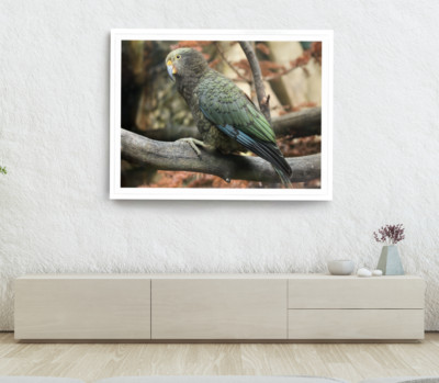 Kea Bird Print, Parret Wall Art, Kea Bird Framed Nature Wall Art ...