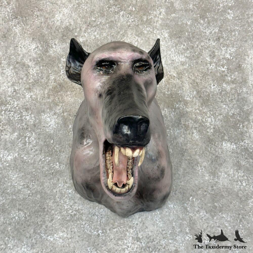 Baby Chupacabra Teeth Chupacabra AKA Chupie Is Dressed For The
