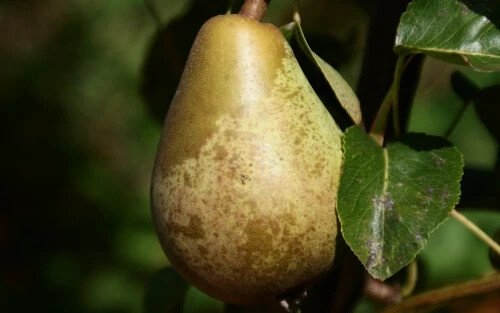 25+ Beth Pear Seeds for Garden Planting - USA - FREE SHIPPING! | eBay