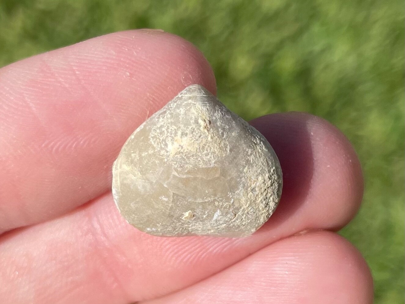 Oklahoma Fossil Brachiopod Meristella atoka Devonian Age | eBay