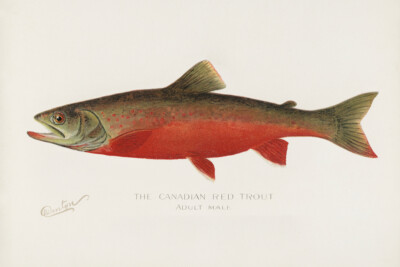Canadian Red Trout by Sherman F Denton Giclee Art Print Ships Free | eBay