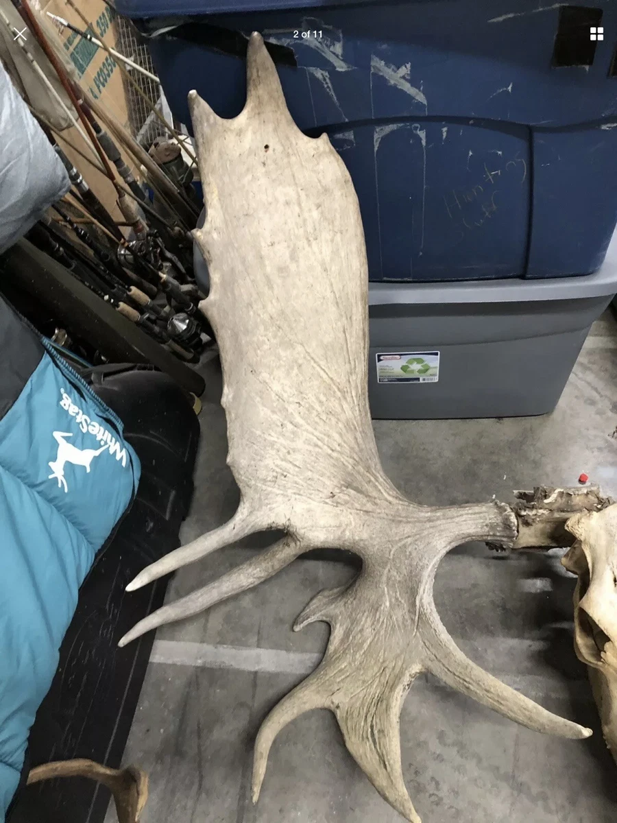 Huge Moose Rack