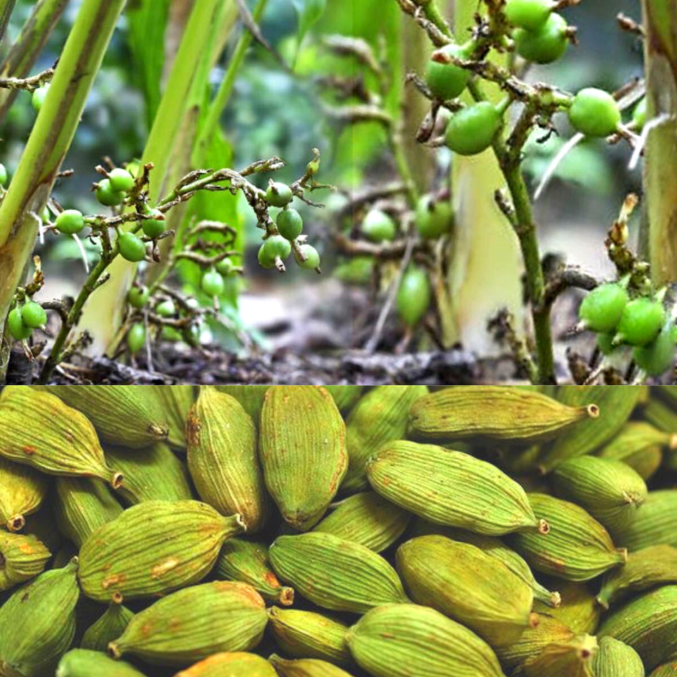 Ceylon Cardamom Pods 100% Organic Natural Whole Spice Coffee Tea Chai ...