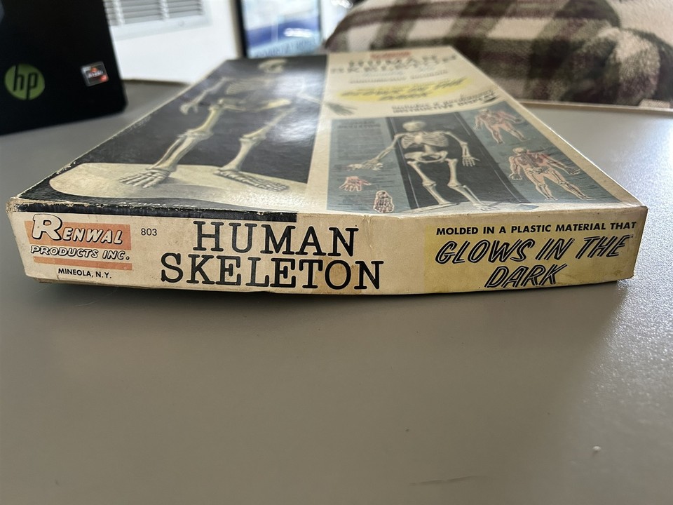 1960's Human Skeleton Model (Empty Box) Fantastic Halloween Display ...