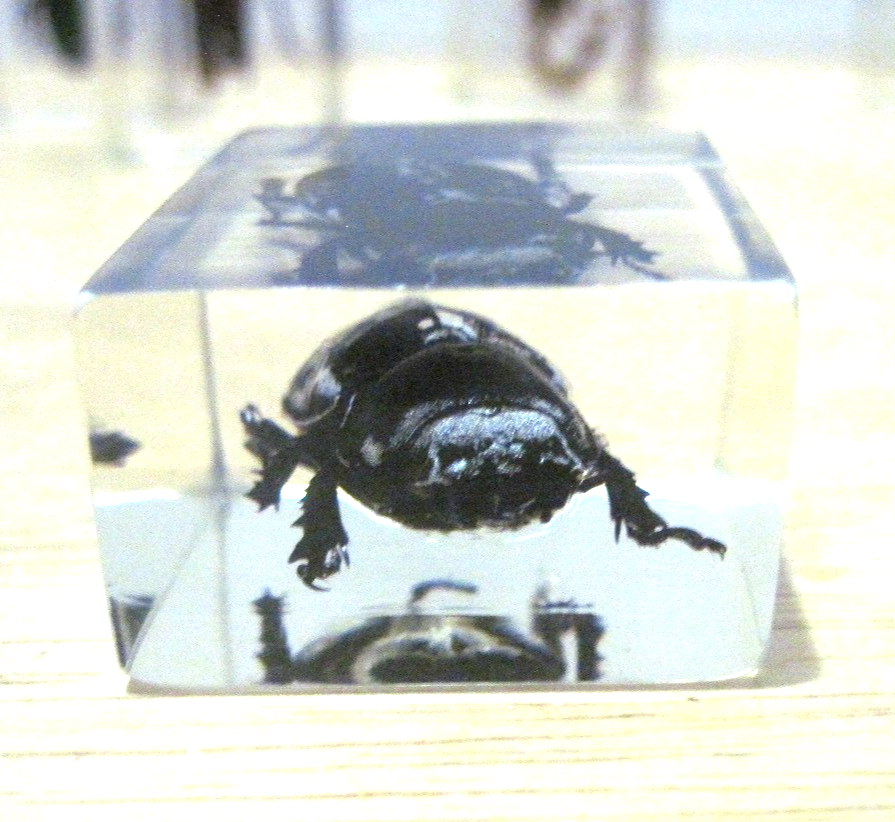 REAL INSECTS 12 PC BEETLE BUG COLLECTION PRESERVED IN LUCITE CUBES ...