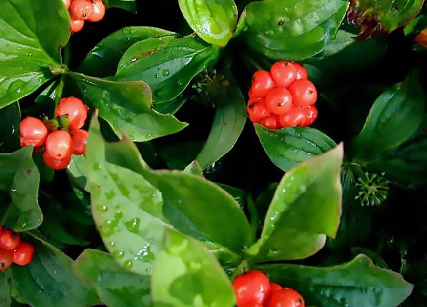 Creeping Dogwood, (Bunchberry), Cornus canadensis, Seeds (Showy, Edible ...
