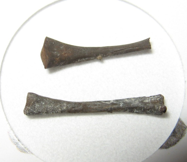 Permian parareptile Abyssomedon fossil Richards Spur 2 limb bones in ...