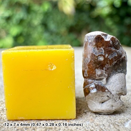 Genuine fossil crab fragment - gault clay, lower cretaceous, copt point ...