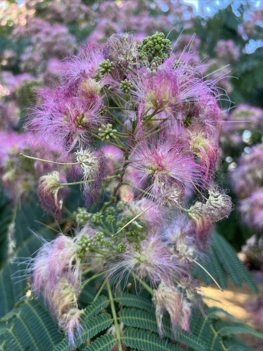 Mimosa Tree Flower Tea