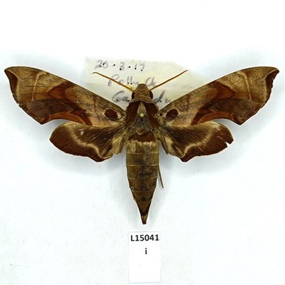 Sphingidae, Daphnis placida placida, female, A2-/B, Australia | eBay