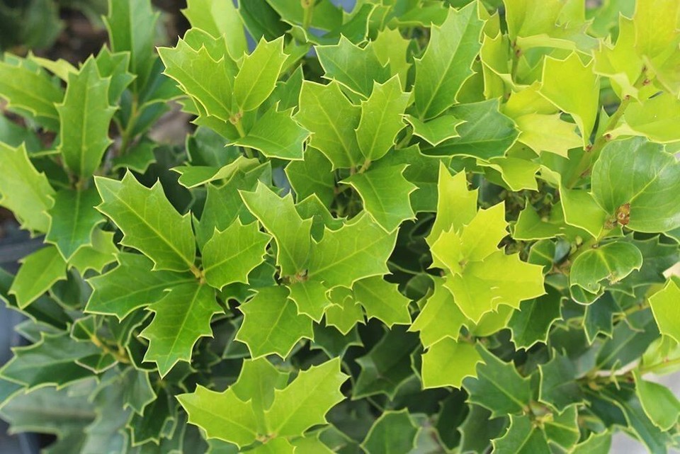 ( 1 ) - Oak Leaf™Holly Tree ( ilex conaf ) - Starter Plant - ( 1 live ...