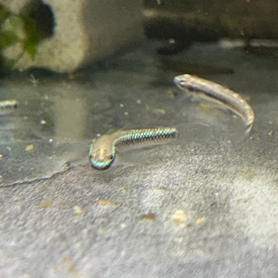 Cobalt Blue Dwarf Goby (Stiphodon semoni) | eBay