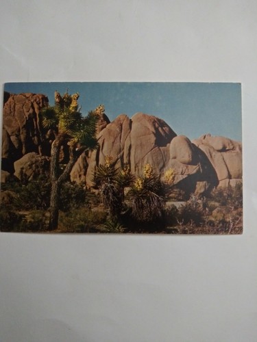 Postcard Of A Joshua Tree And Desert Rocks | eBay