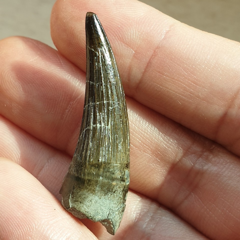 Extremely Rare Pliosaur Tooth Fossil Liopleurodon? Marine Reptile ...