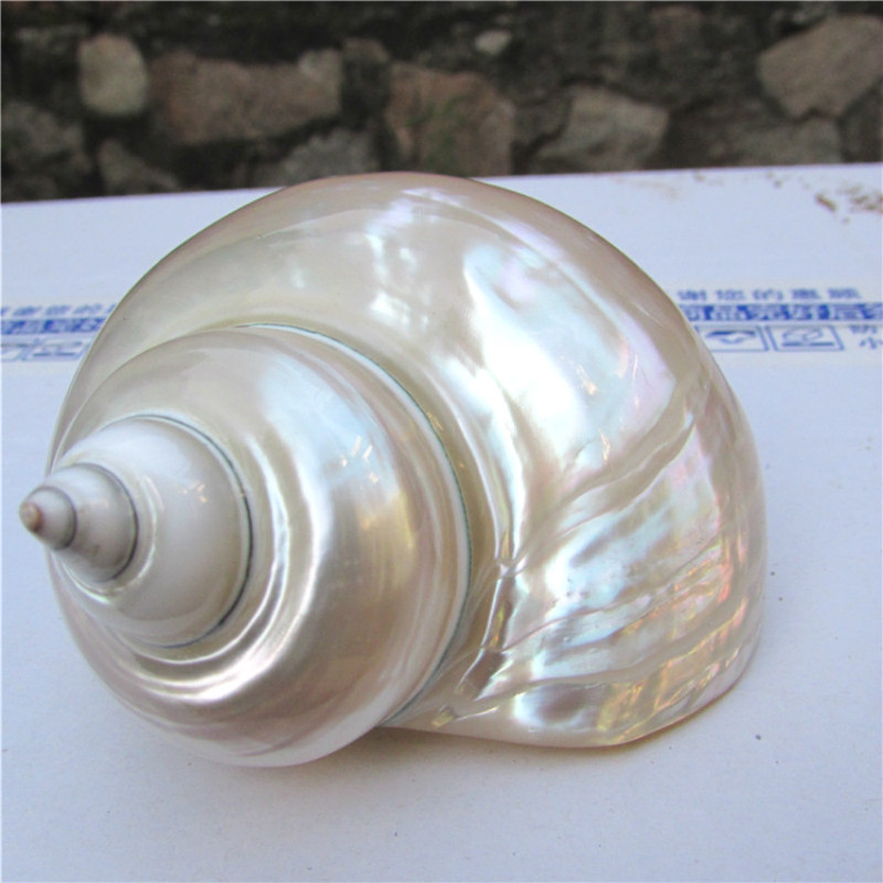 Natural Turban Shells Conch Coral Sea Snail Fish Tank Home Aquarium 7.5 ...