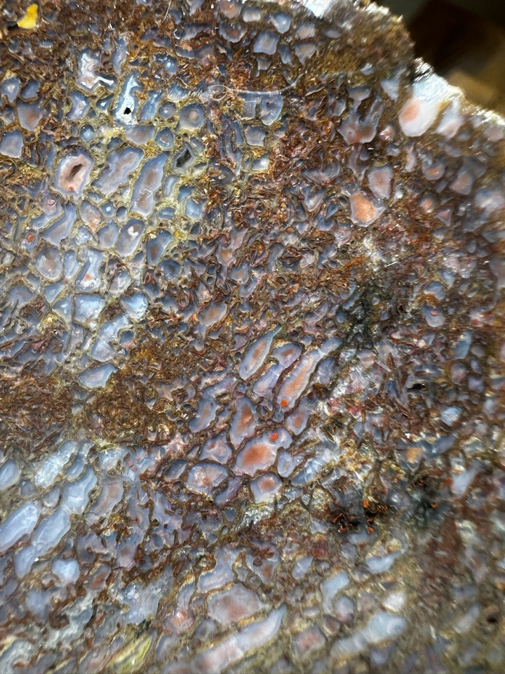 Dinosaur gem bone rough **hxtled slab. | eBay