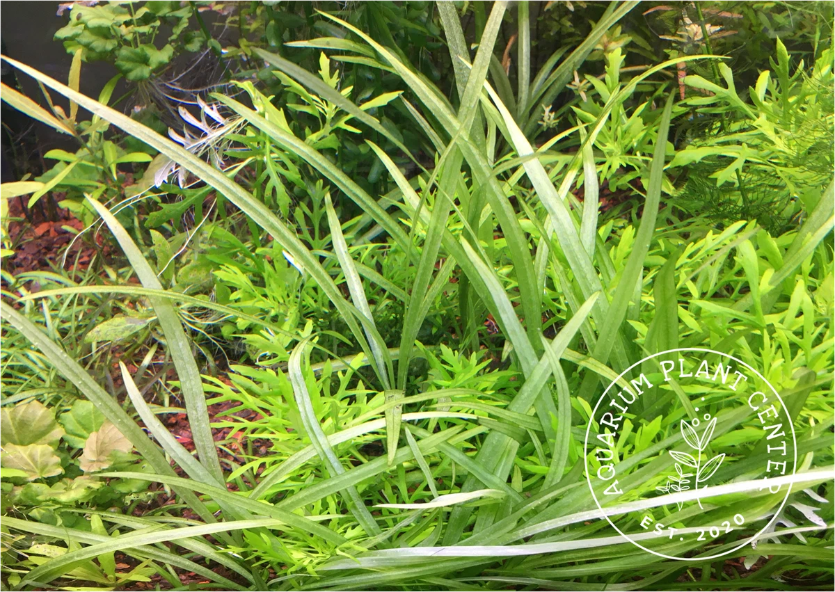 Helanthium Tenellum