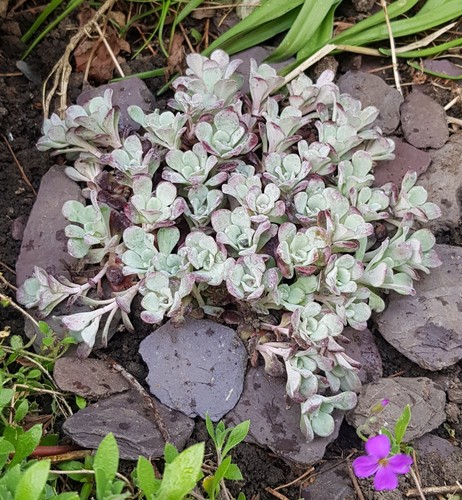 Colorado stonecrop (evergreen ground cover plant in 1 litre pot) | eBay UK