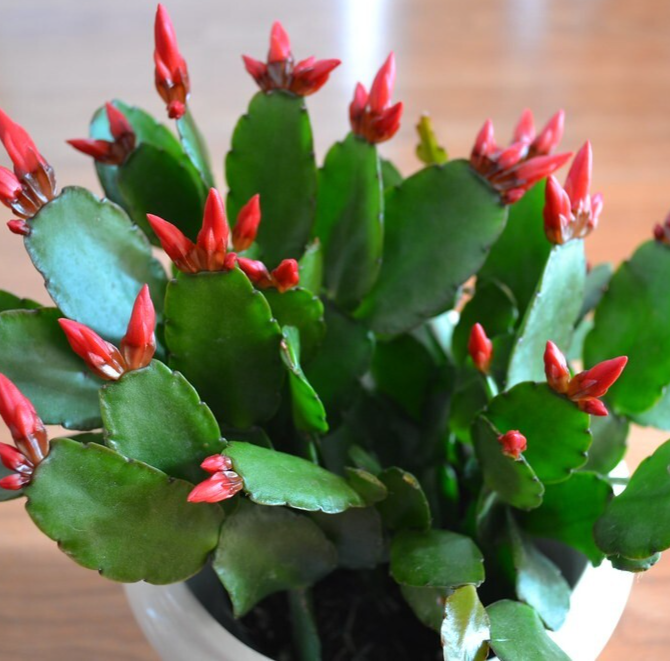 Rhipsalidopsis Gaertnerrii RED Easter Cactus 1 Live 2-4" Rooted Flower ...