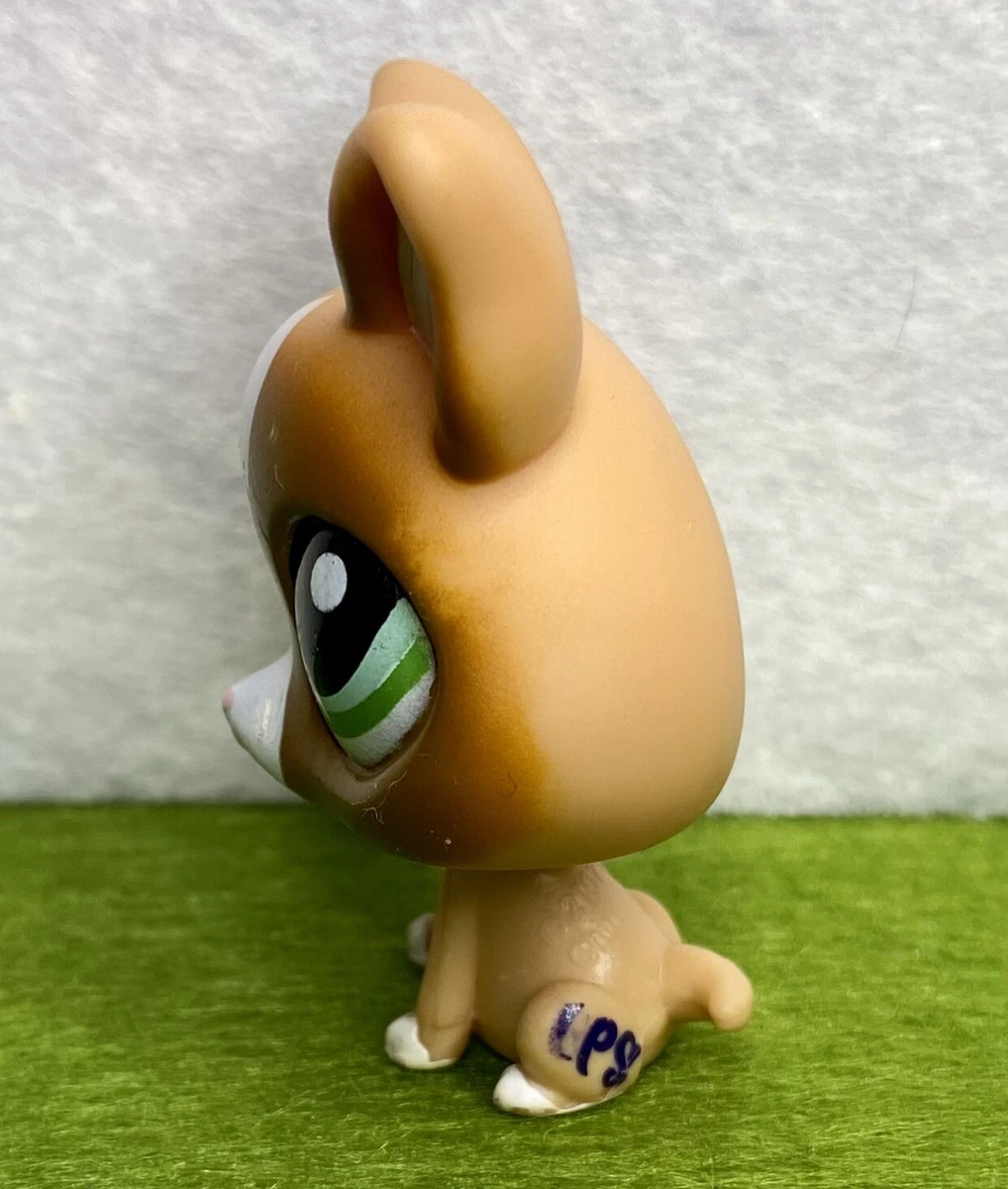 Green Eyed Chihuahua