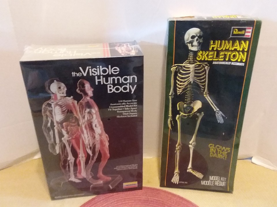Lindberg Body Parts Visible Human Body 1/6 Scale Plastic Model Kit Lot ...