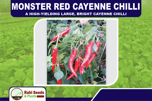 Monster Red Cayenne Chilli - A High-Yielding Large, Bright Cayenne ...