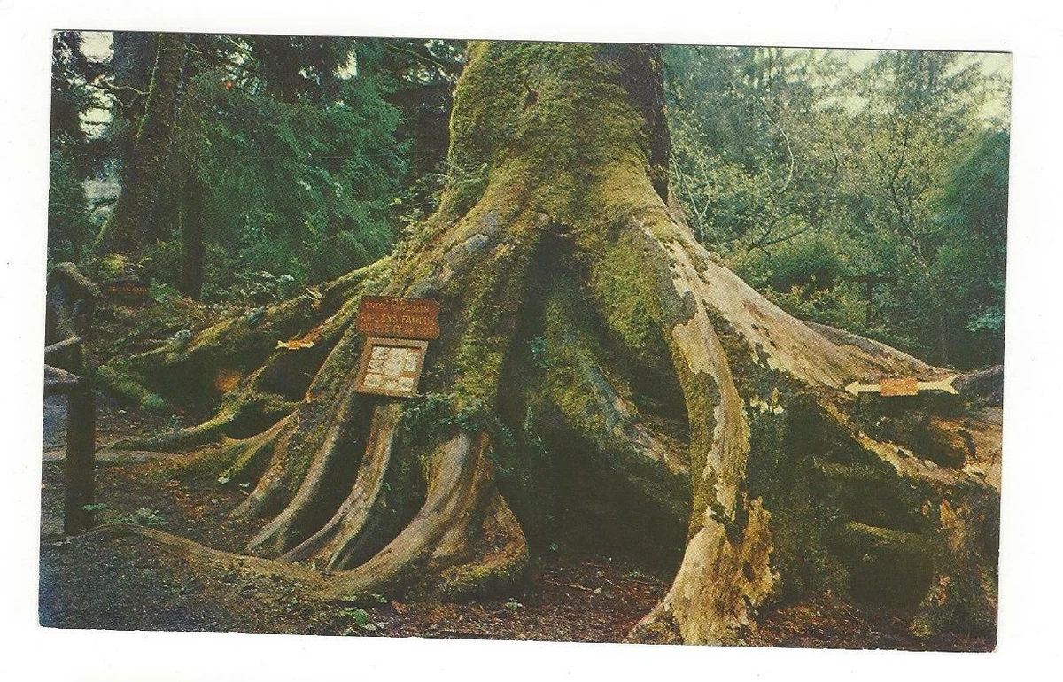 Octopus Tree Art