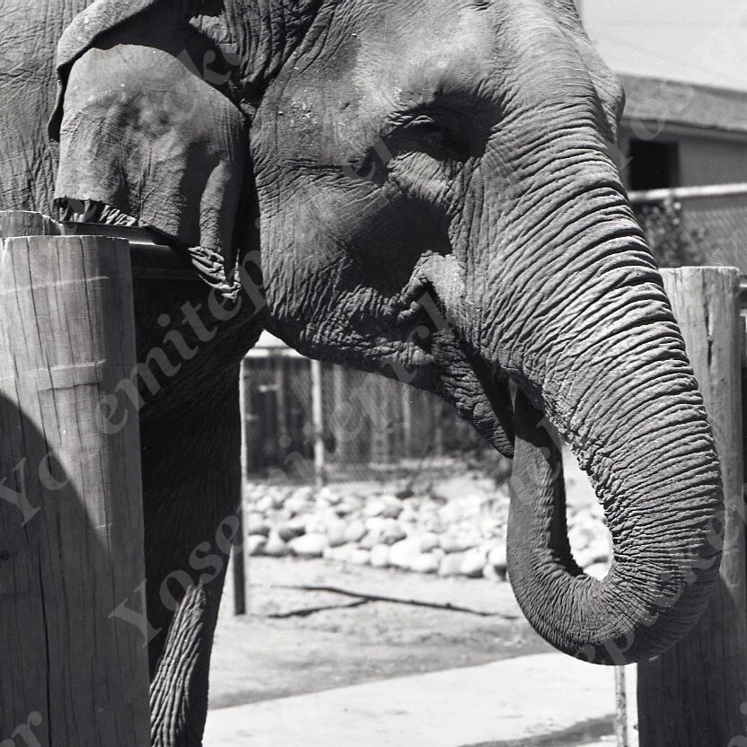 Elephant Eating Peanuts