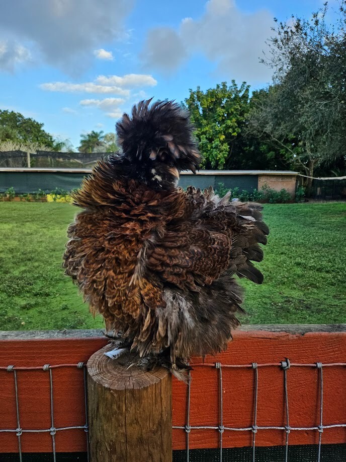 (6) RARE Mille Fleur Silkie Hatching Eggs - Frizzles and Showgirls ...
