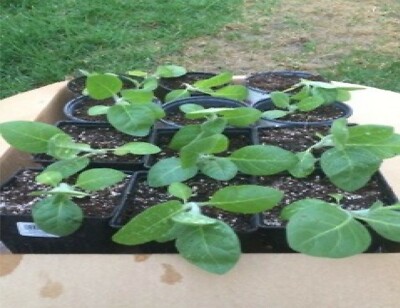 Aztec Sacred Tobacco Seed Heirloom Nicotiana Rustica Wild Tobacco ...