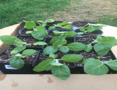 Aztec Sacred Tobacco Seed Heirloom Nicotiana Rustica Wild Tobacco ...