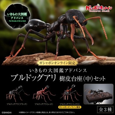 The Diversity of Life on Earth Advance Bulldog Ant Capsule & Online w ...