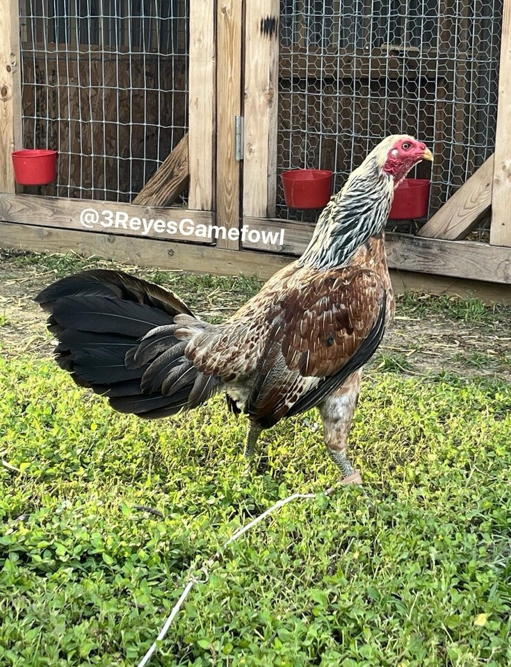 6 Grey Hennie (Gallineta) Gamefowl Eggs @Gallos3Reyes | eBay