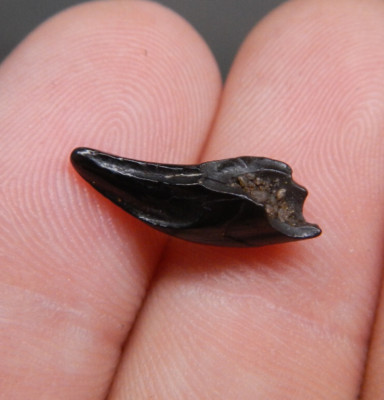 FOSSIL FLORIDA SKUNK MUSTELID CANINE TOOTH JAW SKULL ICE AGE BONE RARE ...