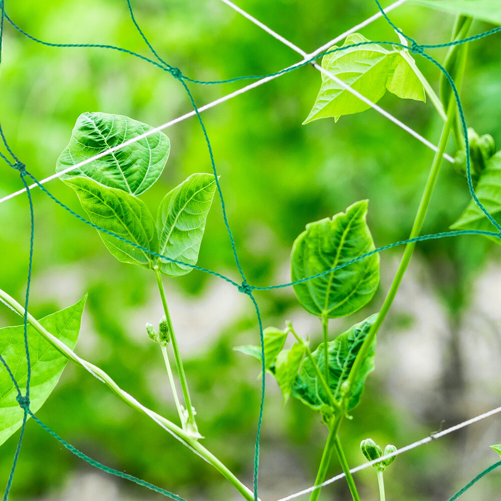 Garden Plants Climbing Netting Nylon Flower Vine Support Rope (1.8x3.6m ...