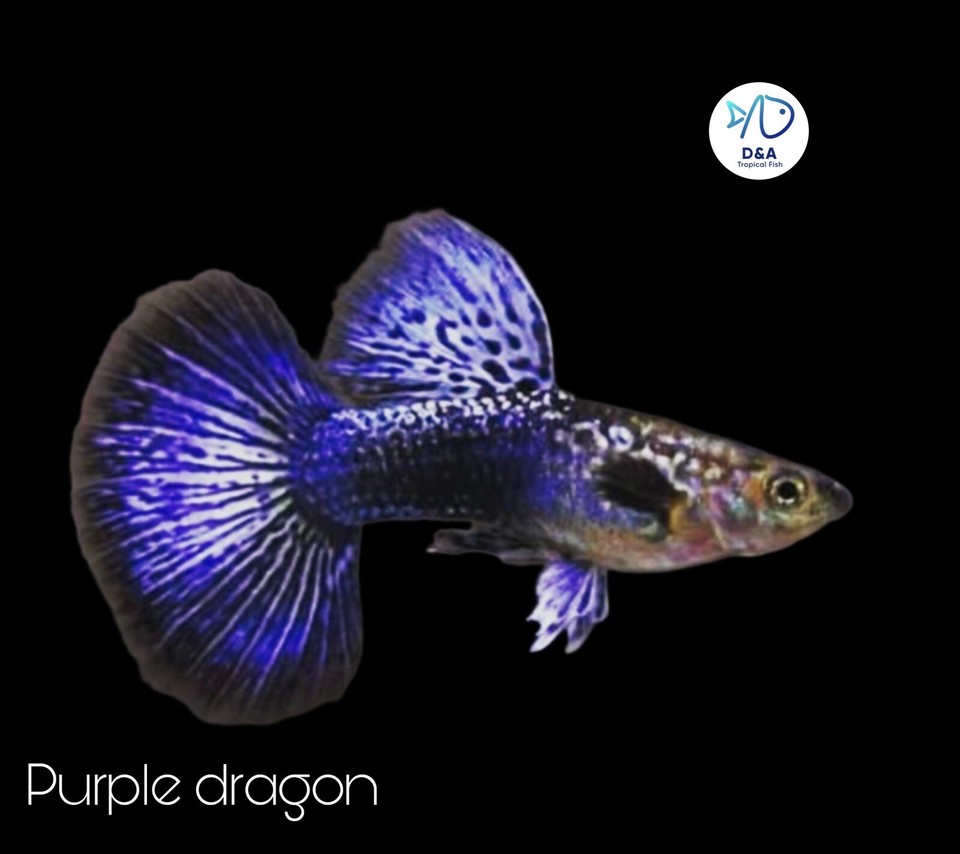 1 Trio - Live Aquarium Guppy Fish High Quality - Purple Dragon HM - USA ...