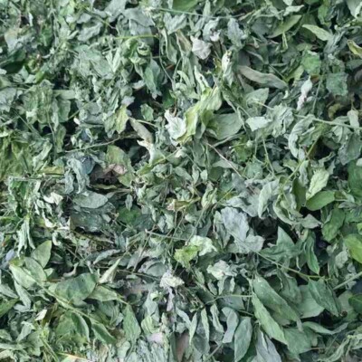Daun Patikan Mas ( Euphorbia Heterophylla ) Wild Poinsettia Dried ...