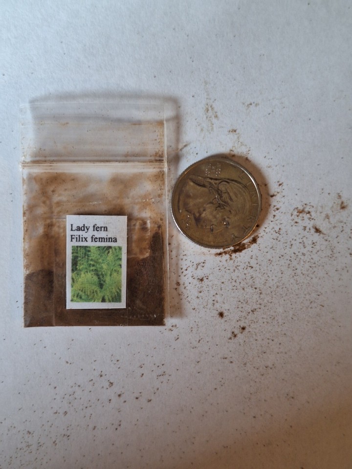 LADY FERN 1003 SPORES (SEEDS*) FILIX FEMINA, COLD HARDY, LARGE UP TO 3 ...